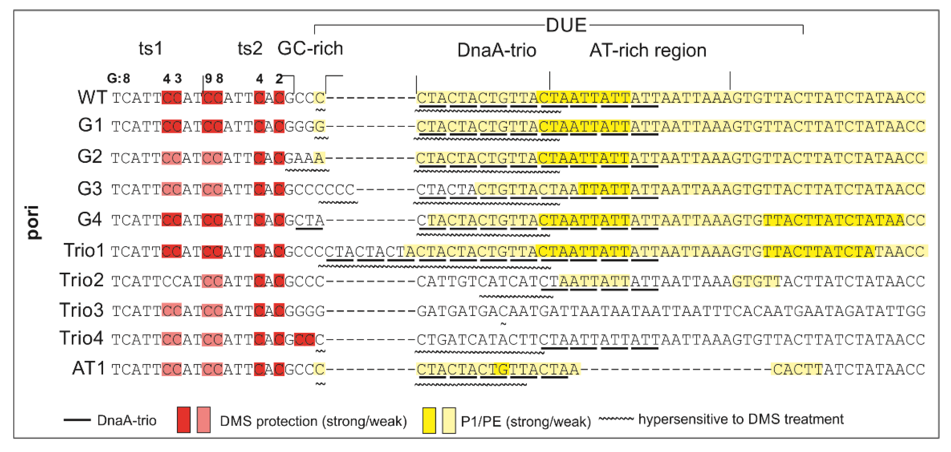 IJMS | Free Full-Text | Putative Cooperative ATP–DnaA Binding to Double ...