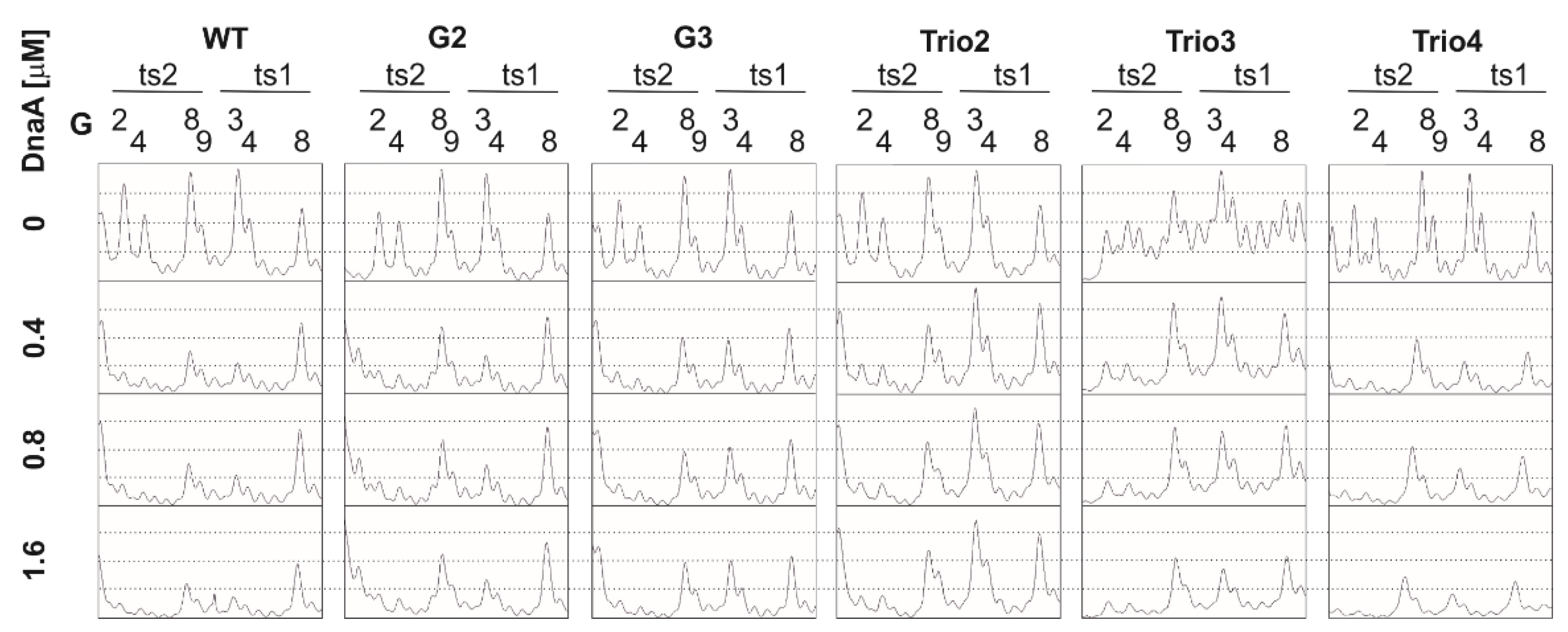 Putative Cooperative ATP–DnaA Binding to Double-Stranded DnaA Box and ...