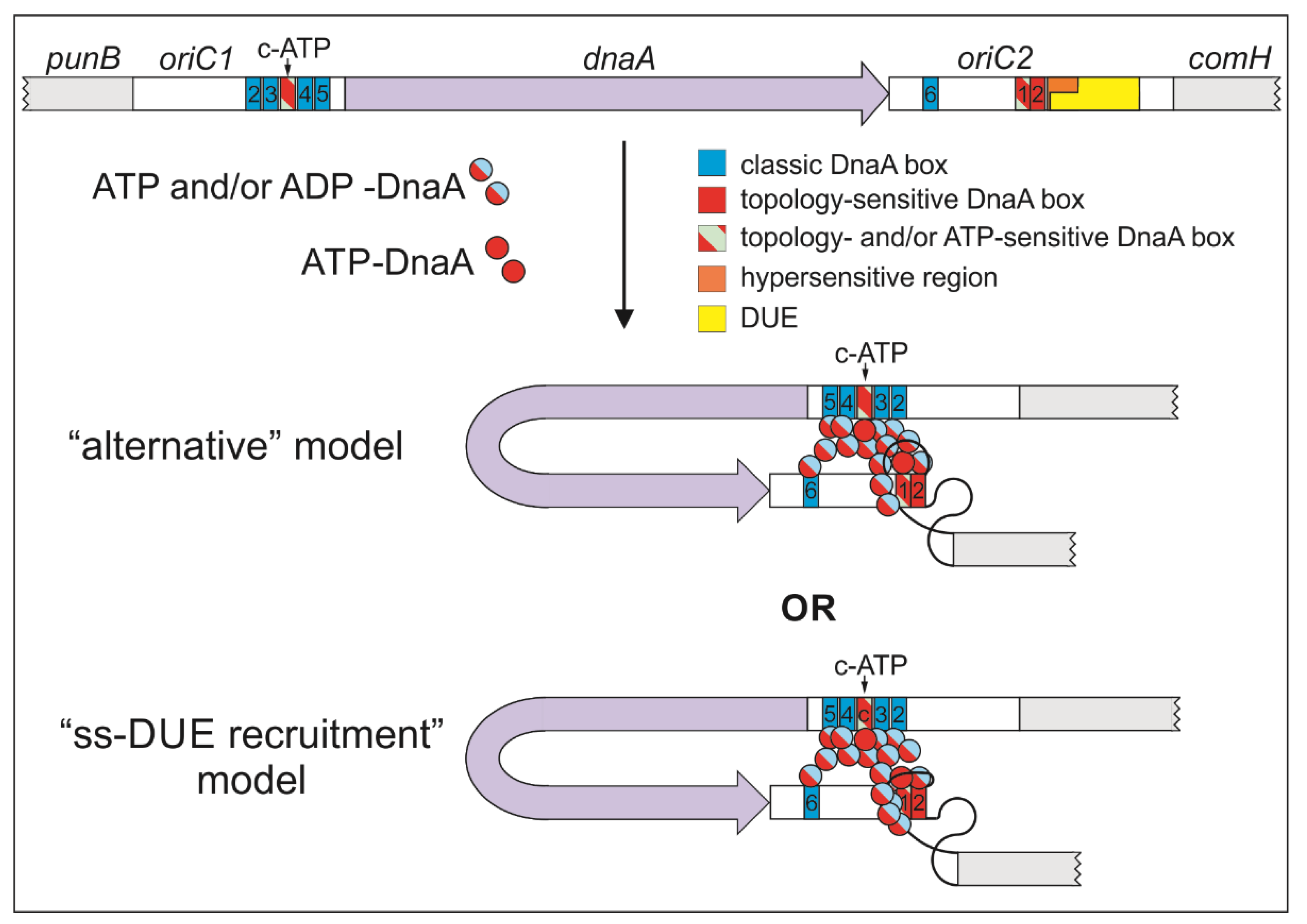 Putative Cooperative ATP–DnaA Binding to Double-Stranded DnaA Box and ...