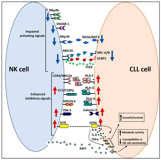 NK Cells in Chronic Lymphocytic Leukemia and Their Therapeutic Implications