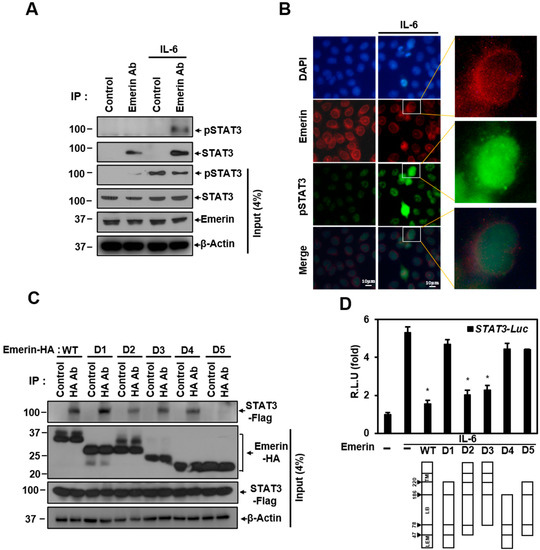 Emerin Represses STAT3 Signaling through Nuclear Membrane-Based Spatial ...