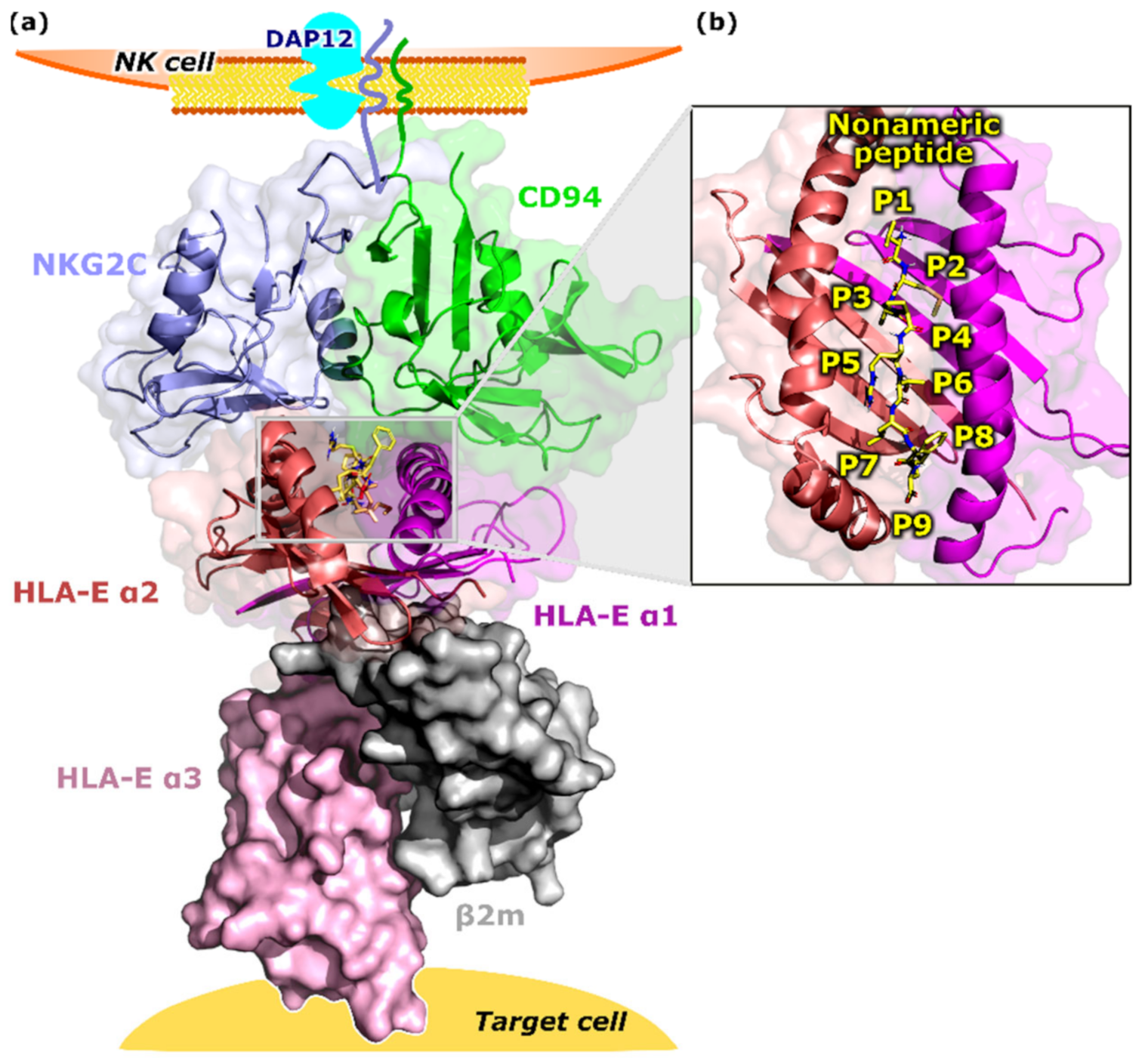 IJMS | Free Full-Text | Nonameric Peptide Orchestrates Signal ...