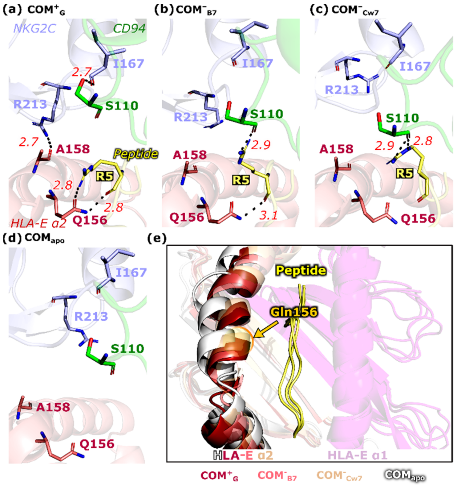 IJMS | Free Full-Text | Nonameric Peptide Orchestrates Signal ...