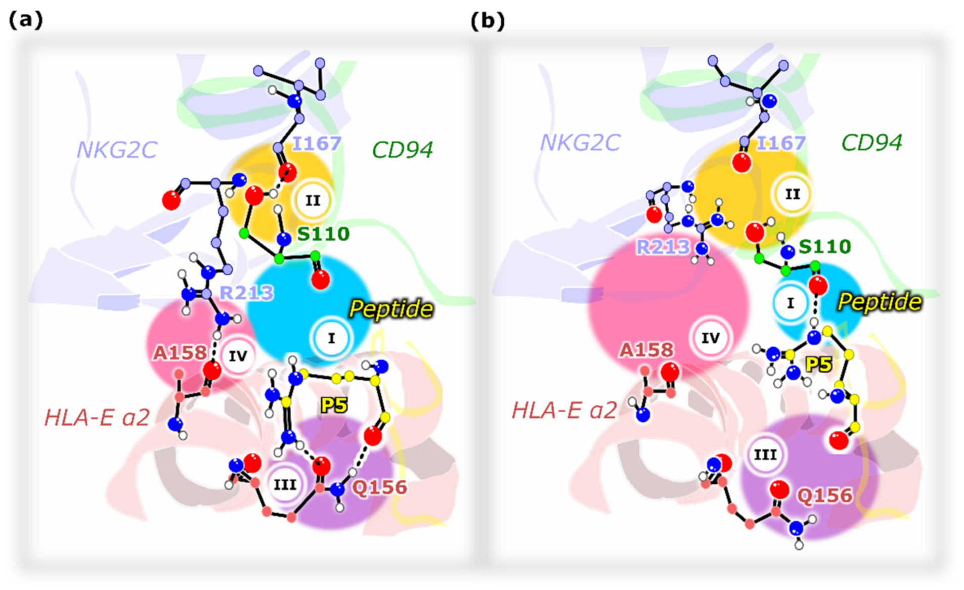 IJMS | Free Full-Text | Nonameric Peptide Orchestrates Signal ...