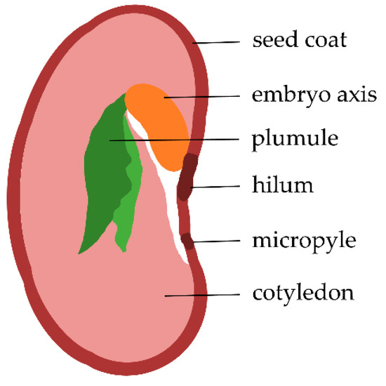 IJMS | Free Full-Text | Germination of Phaseolus vulgaris L. Seeds ...