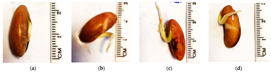 IJMS | Free Full-Text | Germination of Phaseolus vulgaris L. Seeds ...