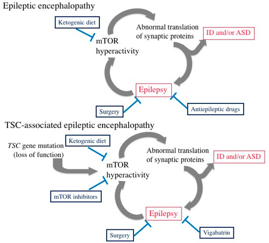 Brain Symptoms of Tuberous Sclerosis Complex: Pathogenesis and Treatment