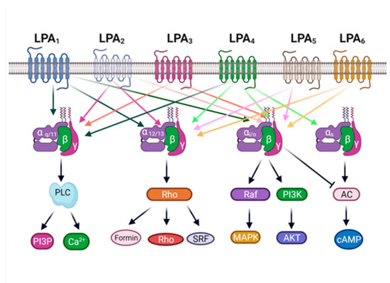 The LPA3 Receptor: Regulation and Activation of Signaling Pathways