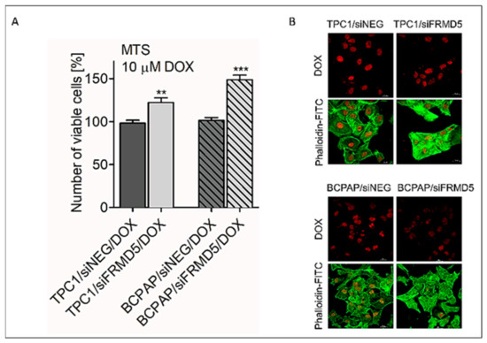 Analysis of the Role of FRMD5 in the Biology of Papillary Thyroid Carcinoma