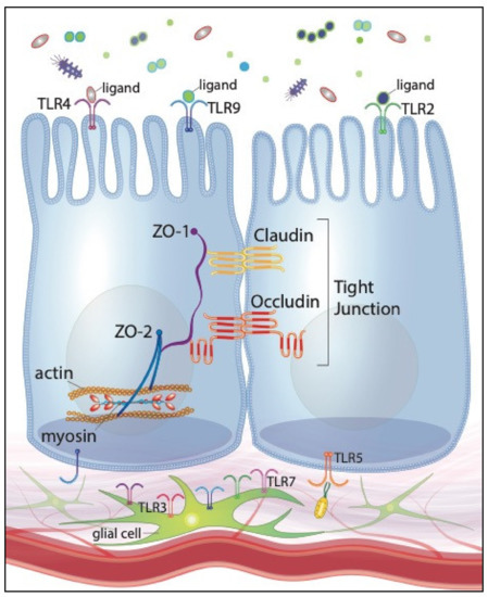 Probiotics, Prebiotics and Epithelial Tight Junctions: A Promising ...
