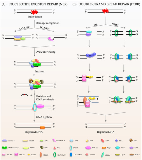 DNA Damage-Induced Neurodegeneration in Accelerated Ageing and ...