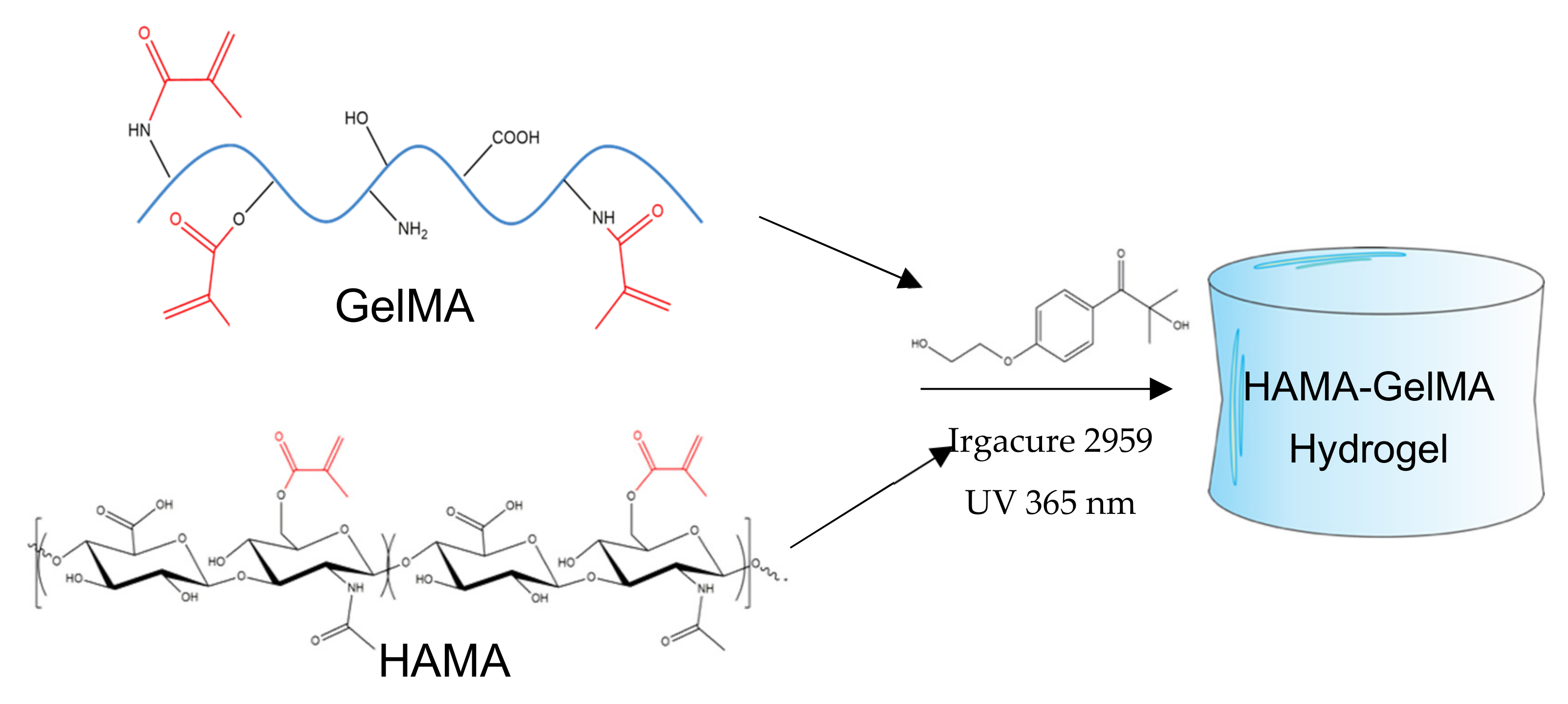 Hybrid Methacrylated Gelatin and Hyaluronic Acid Hydrogel Scaffolds. Preparation and Systematic ...