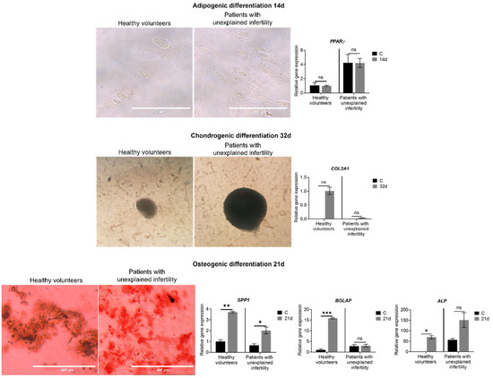 Menstrual Blood-Derived Endometrial Stem Cells’ Impact for the ...
