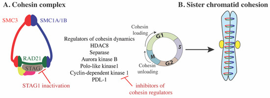 Cohesin Mutations in Cancer: Emerging Therapeutic Targets