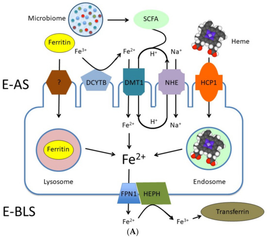 Ijms Free Full Text Bioaccessibility And Bioavailability Of