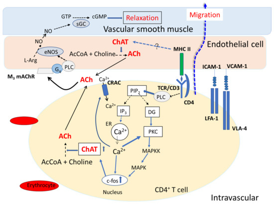 Acetylcholine Synthesis