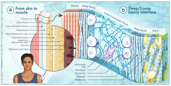 IJMS | Free Full-Text | Hyaluronan and the Fascial Frontier