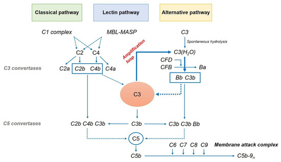 Complement System and Potential Therapeutics in Age-Related Macular ...