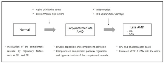 Complement System and Potential Therapeutics in Age-Related Macular ...