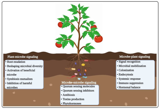 IJMS | Free Full-Text | Plant–Microbiome Crosstalk: Dawning from ...