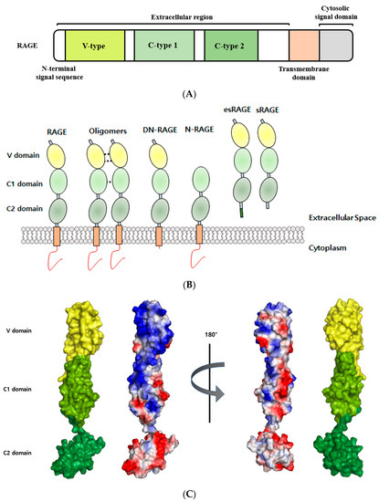 Molecular Characteristics of RAGE and Advances in Small-Molecule Inhibitors