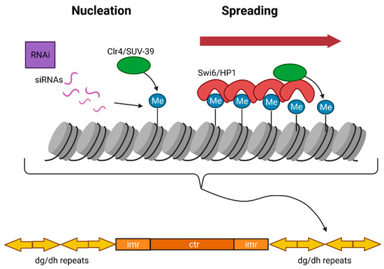 Molecular Complexes at Euchromatin, Heterochromatin and Centromeric ...