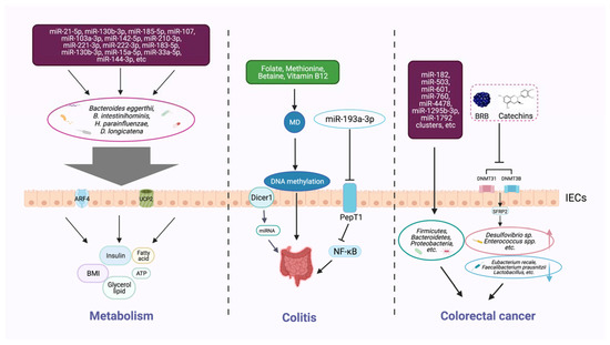 IJMS | Free Full-Text | Dissecting the Interplay Mechanism between Epigenetics and Gut ...