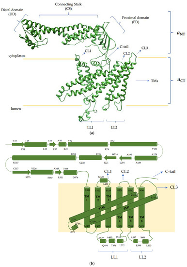 The V-ATPase a3 Subunit: Structure, Function and Therapeutic Potential ...