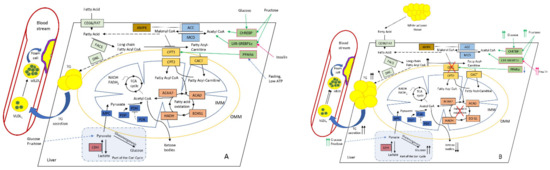 Mitochondrial Lipid Homeostasis at the Crossroads of Liver and Heart ...