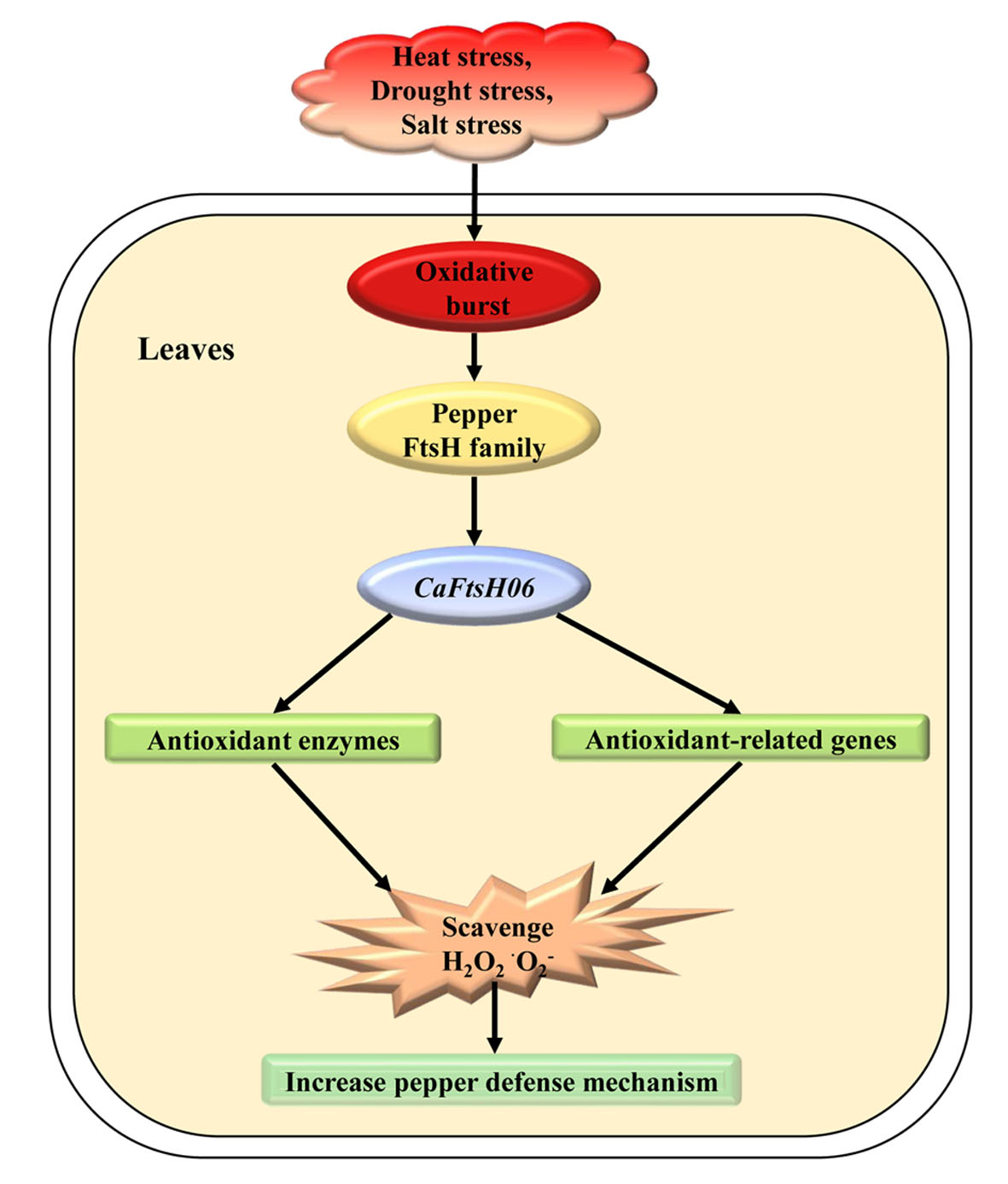 IJMS | Free Full-Text | CaFtsH06, A Novel Filamentous Thermosensitive ...