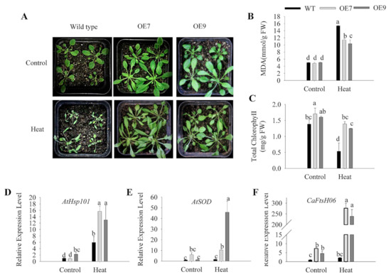 CaFtsH06, A Novel Filamentous Thermosensitive Protease Gene, Is ...