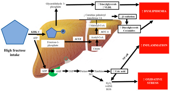 Fructose and the Liver