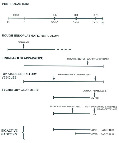Gastrin and the Moderate Hypergastrinemias