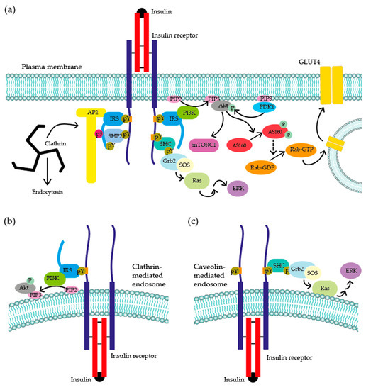 Revising Endosomal Trafficking under Insulin Receptor Activation