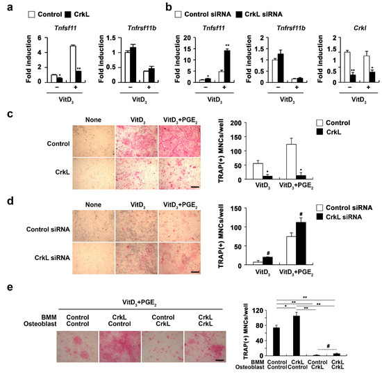 Bifunctional Role of CrkL during Bone Remodeling