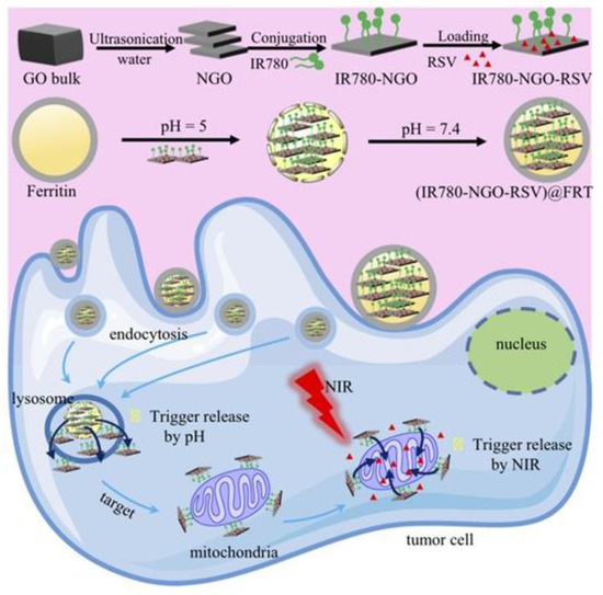 Bioengineered Ferritin Nanocarriers for Cancer Therapy