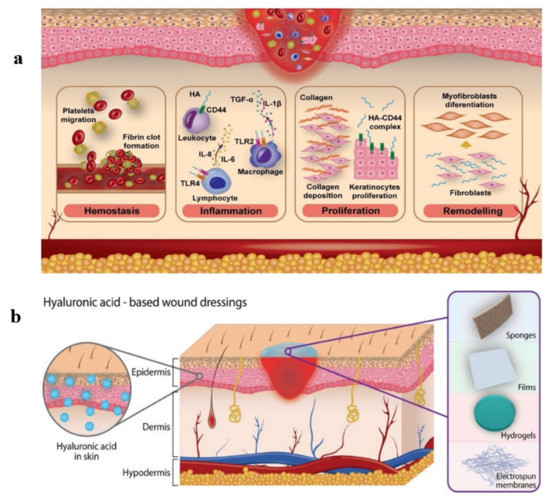 Hyaluronan as a Prominent Biomolecule with Numerous Applications in ...