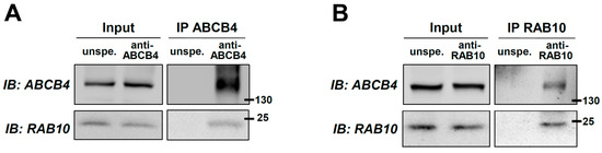 RAB10 Interacts with ABCB4 and Regulates Its Intracellular Traffic
