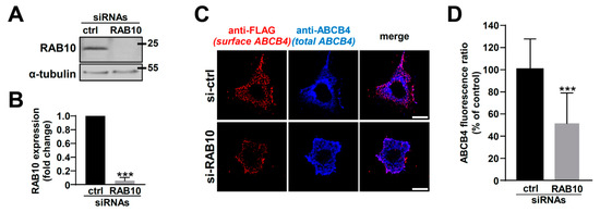RAB10 Interacts with ABCB4 and Regulates Its Intracellular Traffic