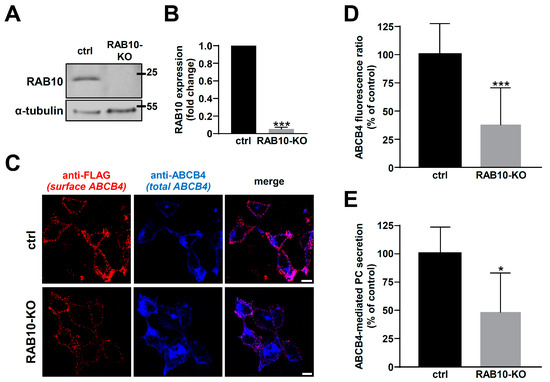 RAB10 Interacts with ABCB4 and Regulates Its Intracellular Traffic