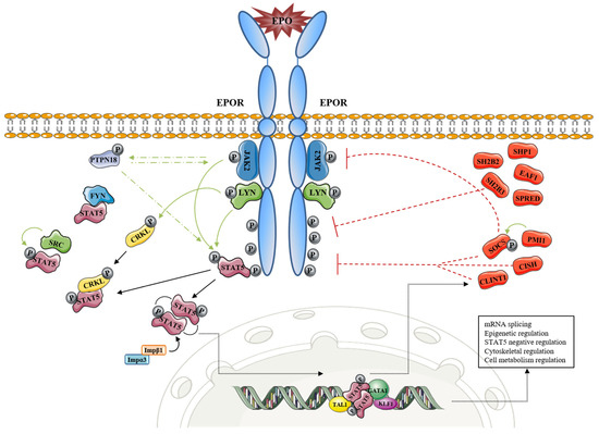 STAT5 as a Key Protein of Erythropoietin Signalization