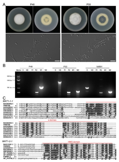 Biological Characteristics of Verticillium dahliae MAT1-1 and MAT1-2 Strains