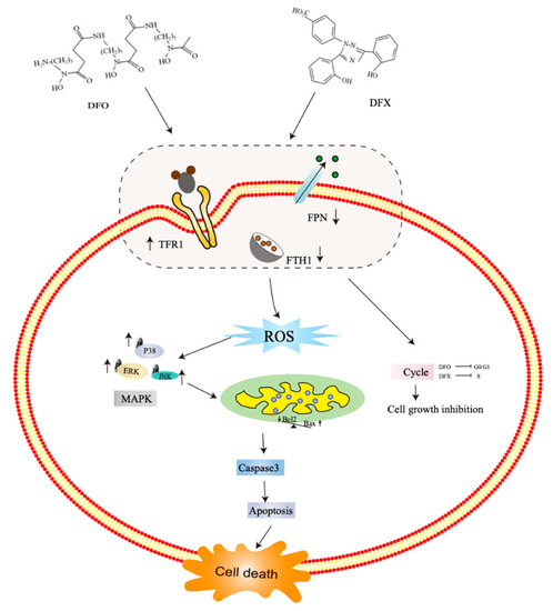 Iron Chelator Induces Apoptosis in Osteosarcoma Cells by Disrupting ...