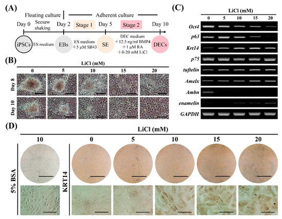 Stage-Specific Role of Amelx Activation in Stepwise Ameloblast ...