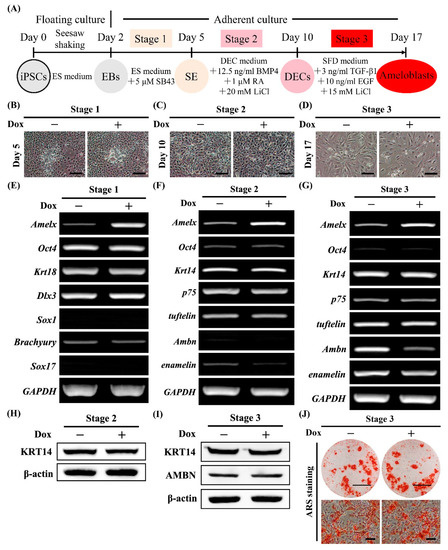 Stage-Specific Role of Amelx Activation in Stepwise Ameloblast ...