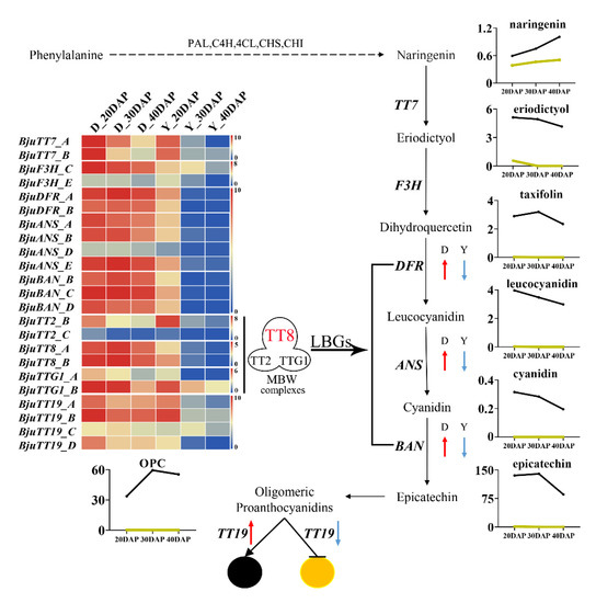 Metabolite Profiling and Transcriptome Analysis Provide Insight into Seed Coat Color in Brassica ...