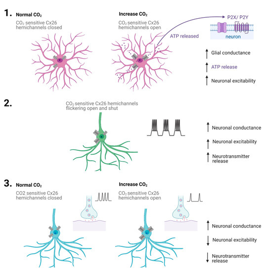 CO2-Sensitive Connexin Hemichannels in Neurons and Glia: Three ...