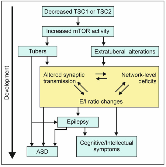 Effects of Mutations in TSC Genes on Neurodevelopment and Synaptic ...