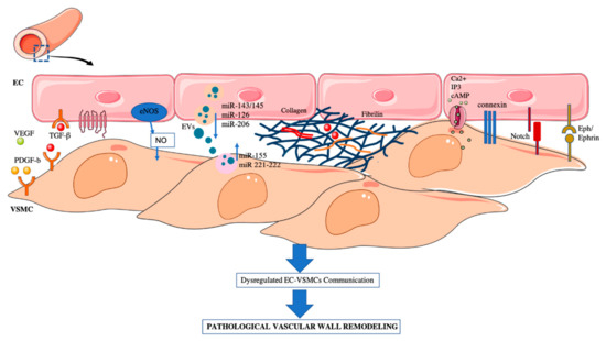 Cellular Crosstalk between Endothelial and Smooth Muscle Cells in ...
