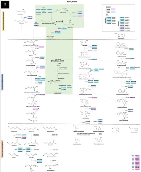 Influence of Genotype on High Glucosinolate Synthesis Lines of Brassica ...